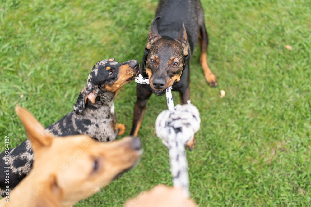Three dogs playing tug of war with rope toy in backyard Stock Photo ...
