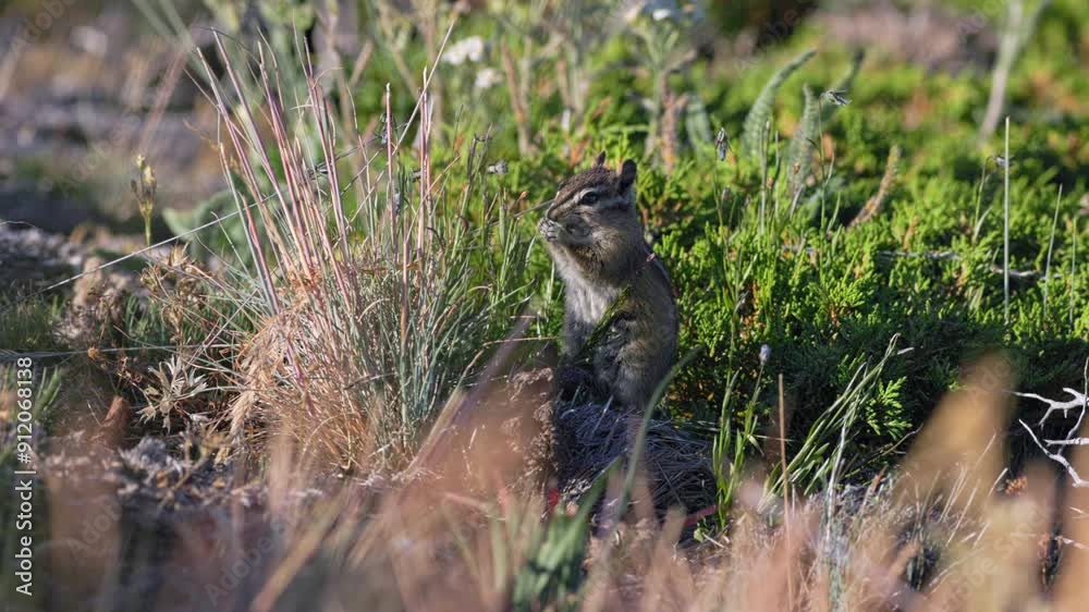 HFR Olympic Chipmunk (Tamias amoenus caurinus) munching on grass seeds ...