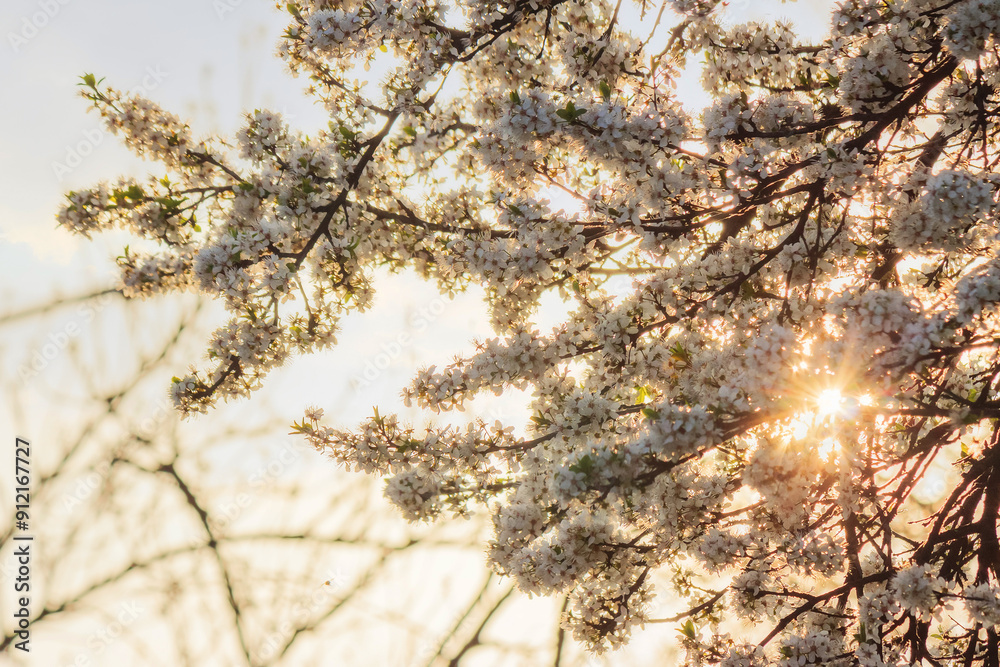 blossom season background. white flowers in spring. beautiful branch of ...