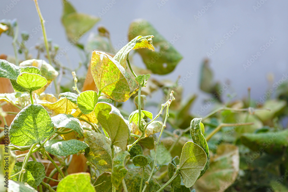 Close-up of green bean leaves infested with spider mites (Tetranychus ...