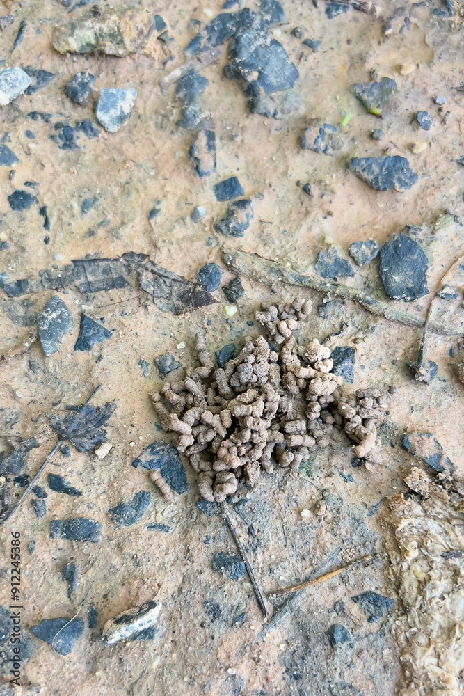 Foto de Earthworm poop is a small lump of soil on the surface of the ...