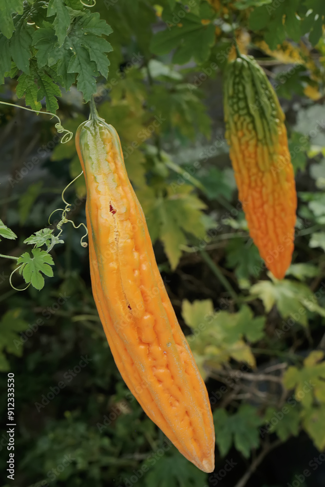 The appearance of ripe bitter gourd fruit is beautiful with a ...