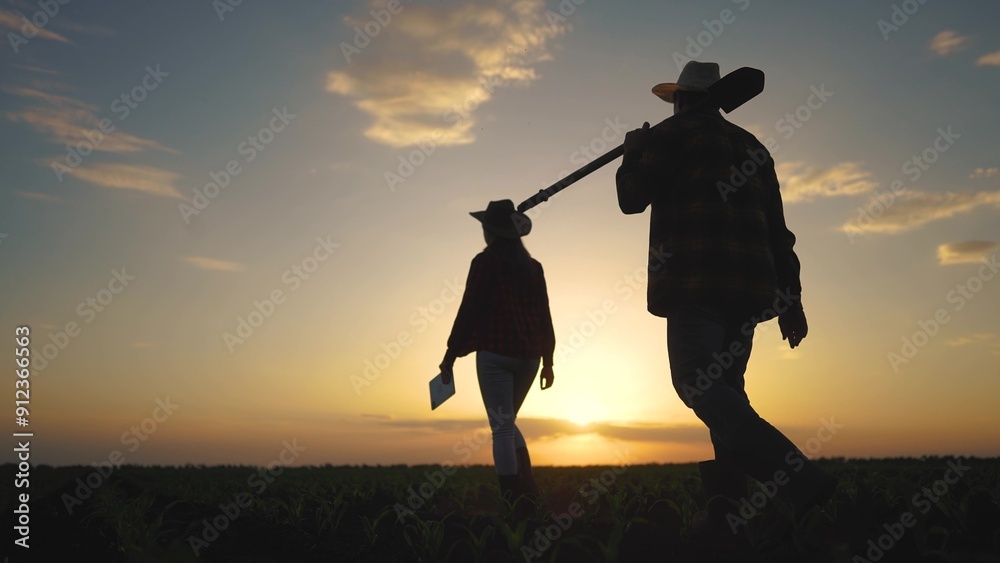 Agriculture. group of farmers silhouette working in field with corn ...