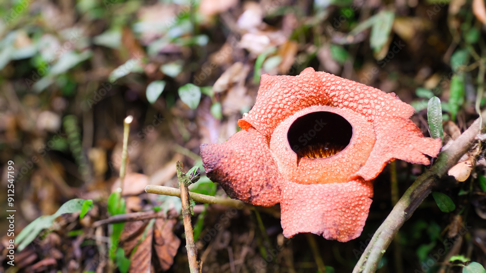 The biggest reflesia arnoldii flower, Rafflesia arnoldii is one of the ...