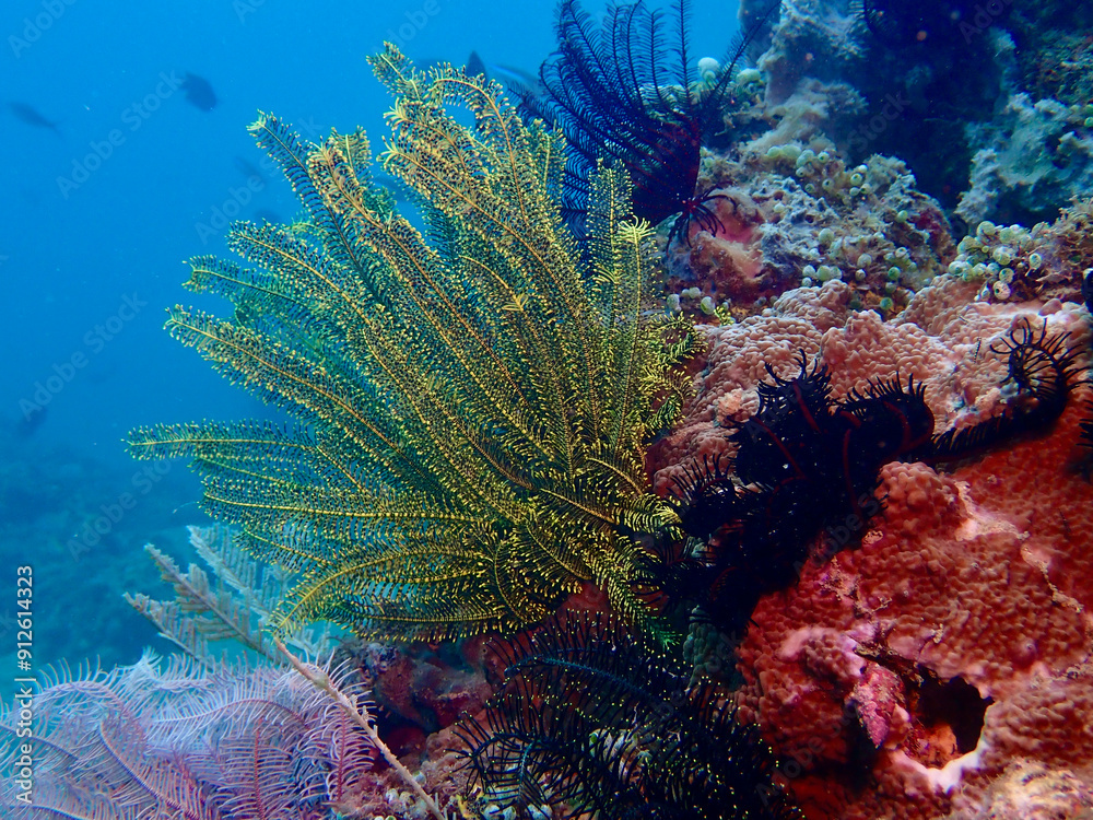Sea lily on a coral reef. Green sea lily in an open form on a coral ...