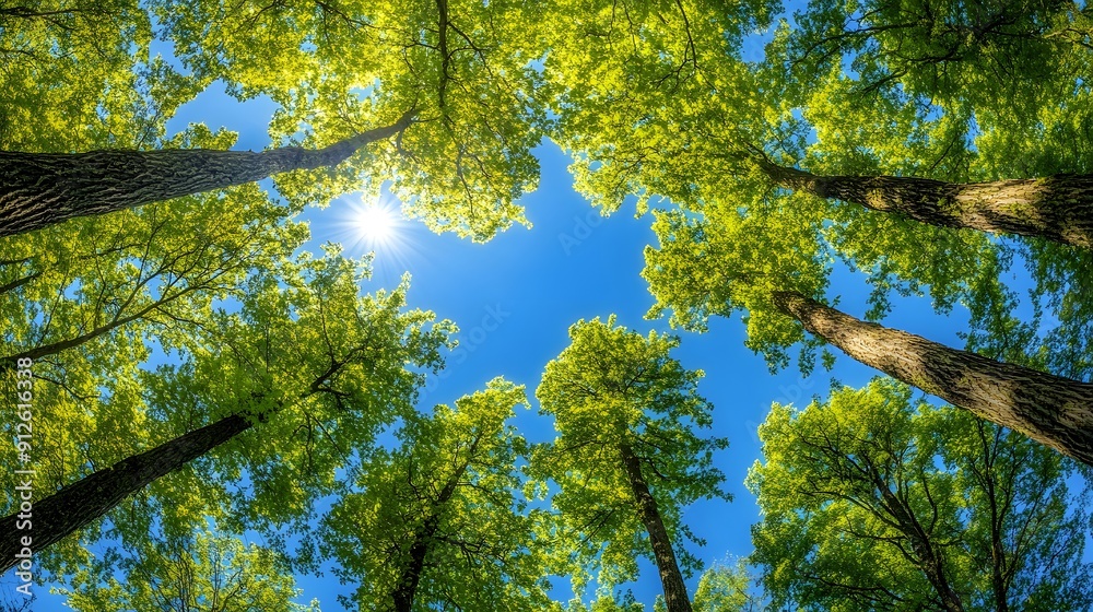 Towering forest canopy, upward view, vibrant green treetops, clear ...