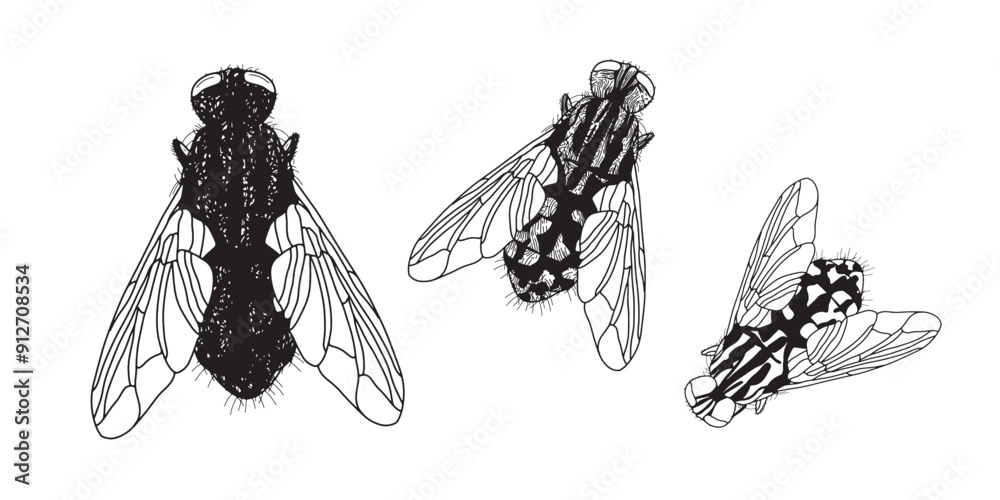 Housefly insect icon. Hand drawn sketch wildlife symbol in linear ...