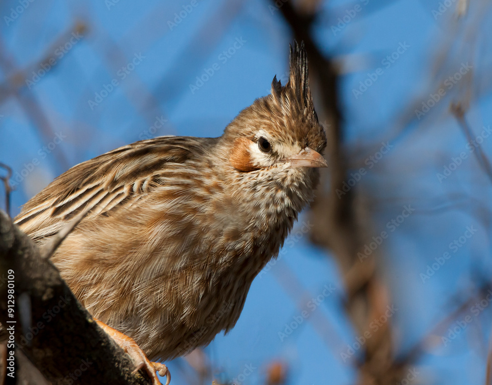 Crested bird posing in the branches of a tree with its gaze on the ...