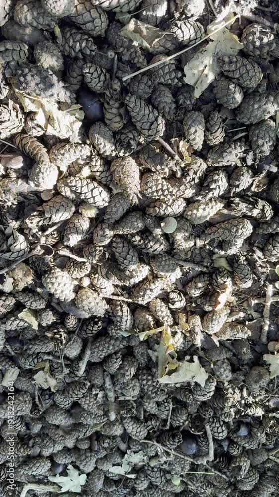 flying animals, habitat, nature, wildlife, insects, flies, century of ...