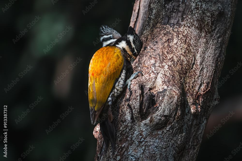 Common Flameback The back is brassy-brown, the rump is red, and the ...