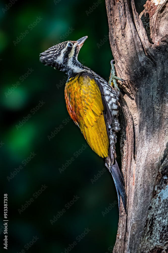 Common Flameback The back is brassy-brown, the rump is red, and the ...