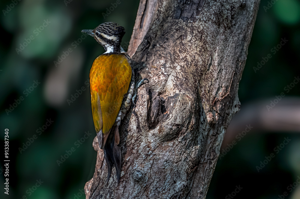 Common Flameback The back is brassy-brown, the rump is red, and the ...
