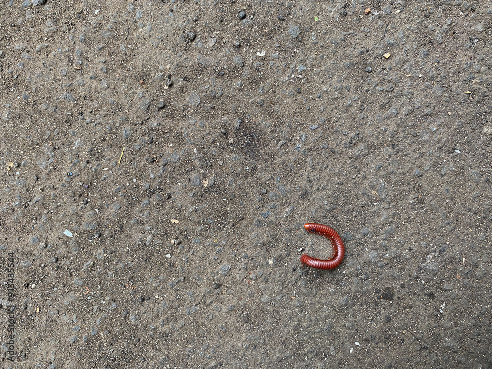 A close-up of a small, reddish-brown millipede curled up in a C-shape ...