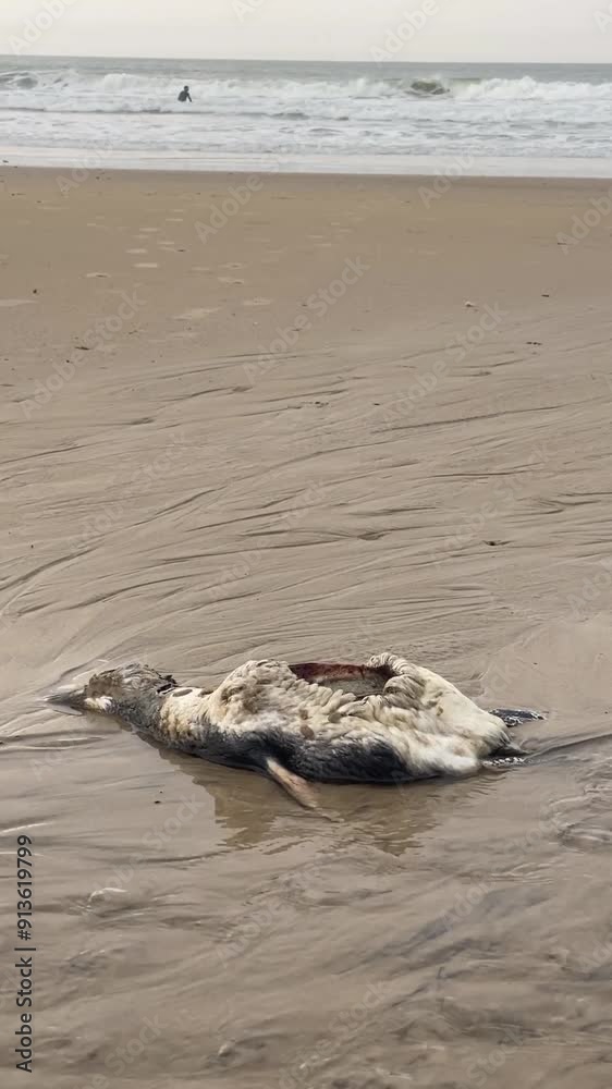 Low angle close up view of dead penguin washed ashore, lying on sandy ...