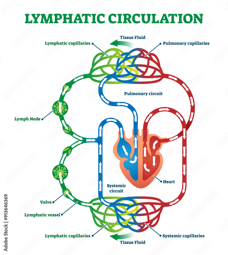 Lymphatic circulation system with lymph transportation to organs an ...
