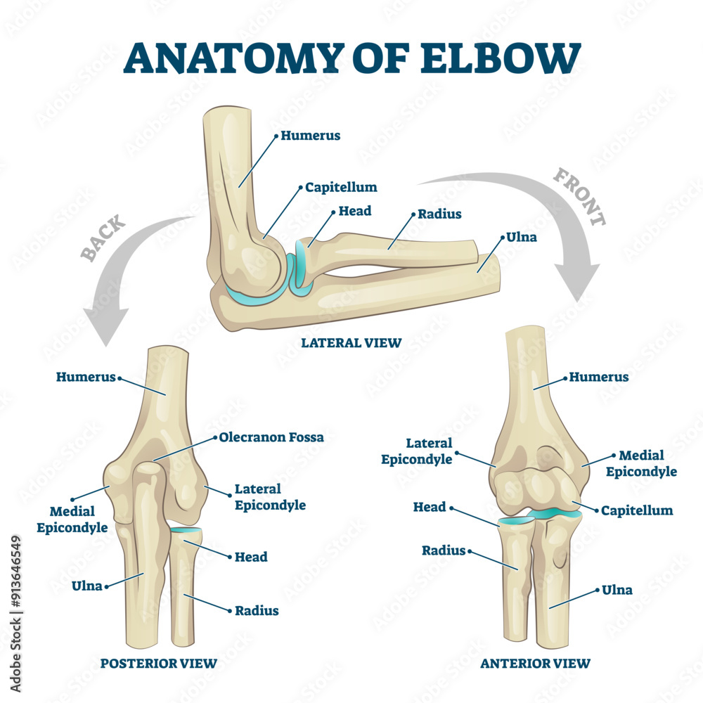 Anatomy of elbow with lateral, posterior or anterior view illustration ...