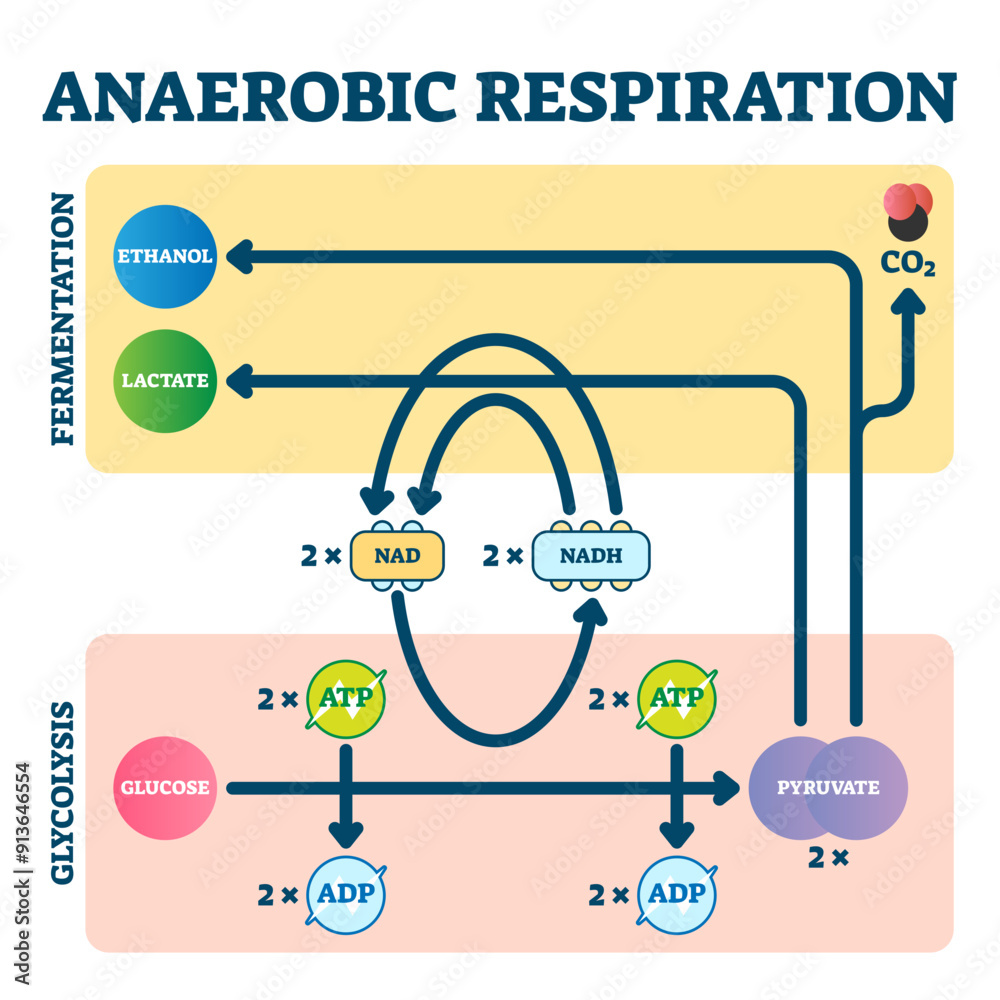 Anaerobic respiration illustration, transparent background. Glycolysis ...