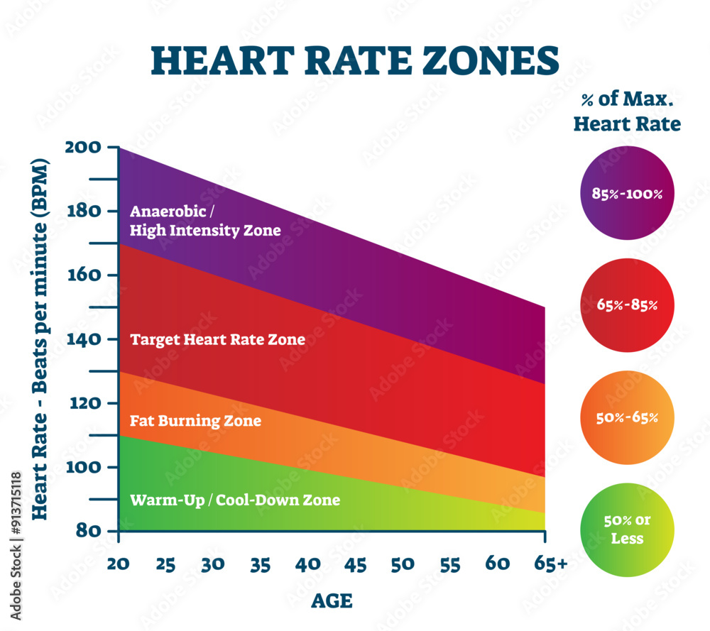 Heart rate zones illustration, transparent background. Pulse intensity educational scheme with ...