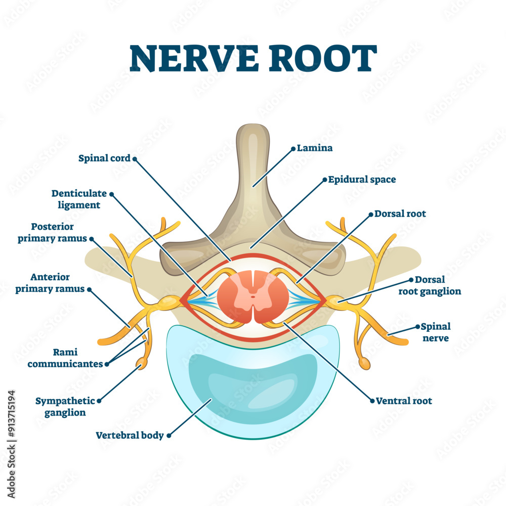 Nerve root anatomical structure labeled cross section, illustration ...