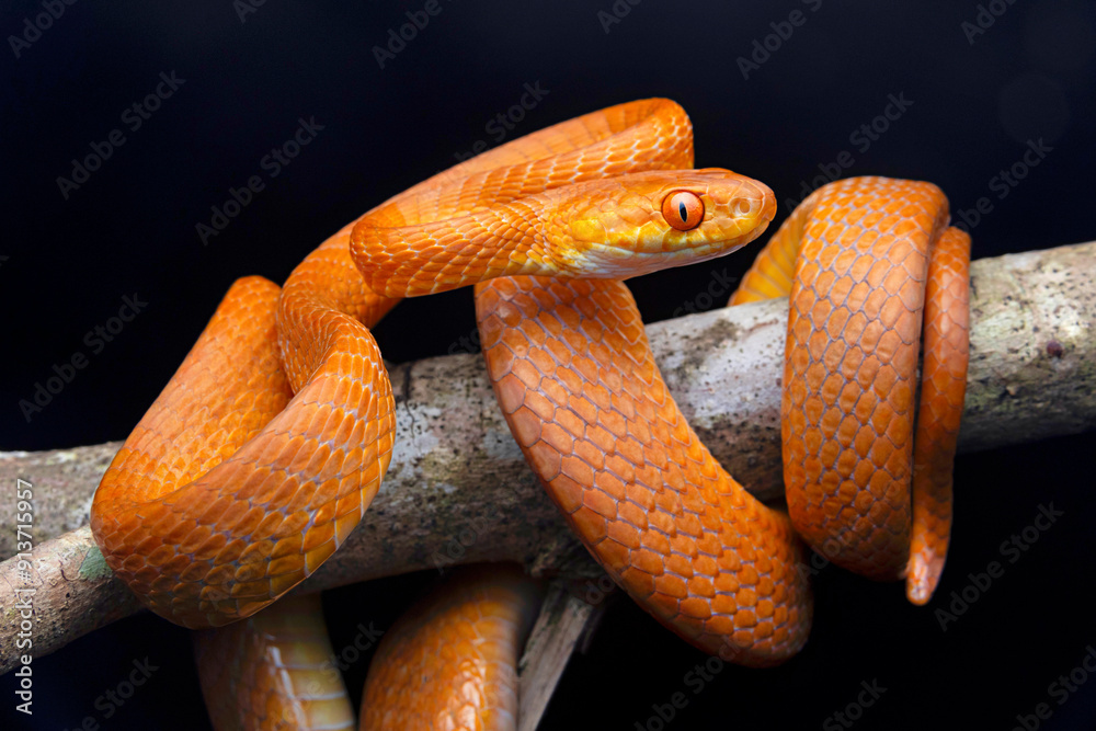 Boiga ochracea, commonly called the tawny cat snake, is a species of ...