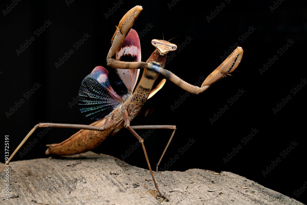 Praying mantids have long necks topped by a triangular head ...