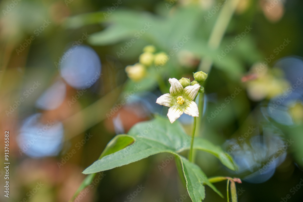 Bryonia flower Cucurbitaceae family in the mountain Cantabrian ...