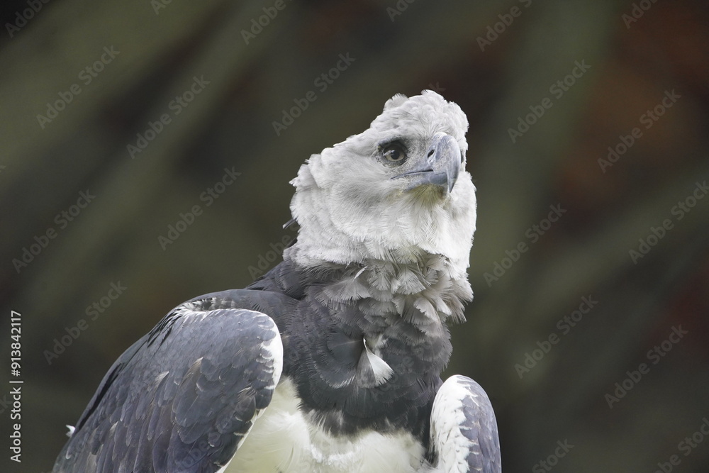 The harpy eagle (Harpia harpyja) is a large neotropical species of ...