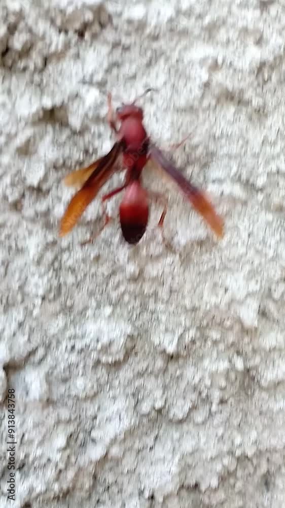 Polistes canadensis, species of red paper wasp walking on rough rocky ...