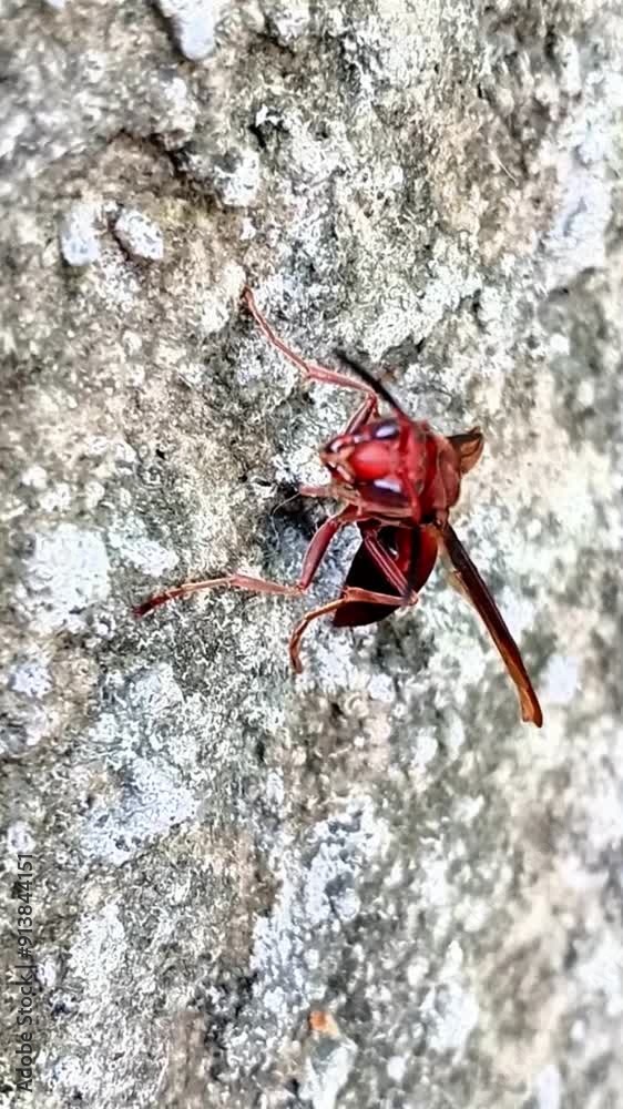 Polistes canadensis, species of red paper wasp moving its legs, wiping ...