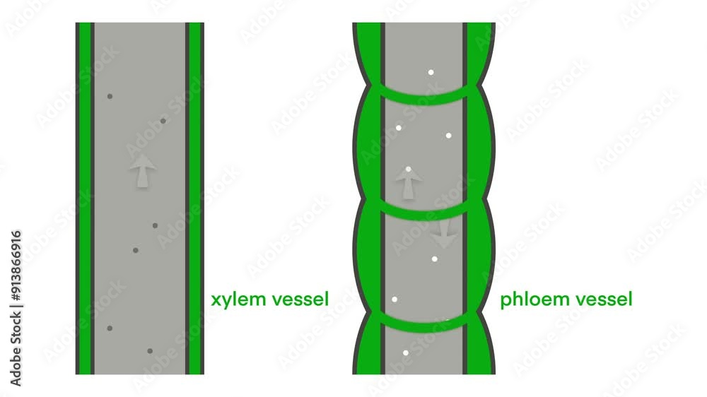Xylem vessel and Phloem vessel, Transport in plants, Xylem moves water ...