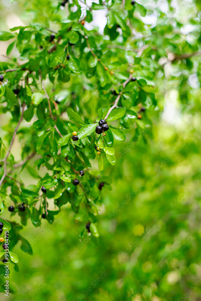 Loads of black huckleberry fruits on tree branches ready to harvest at ...
