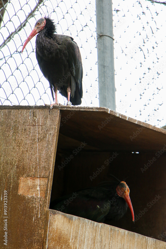 Northern bald ibis standing above a nesting box, highlighting its ...