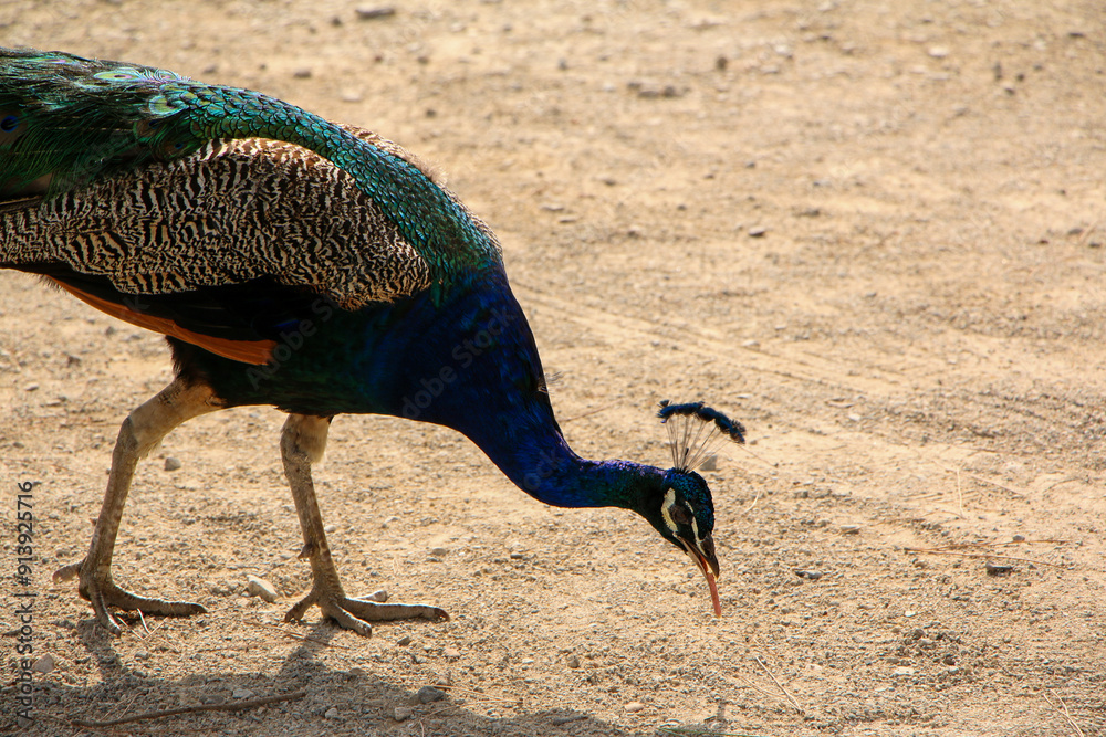Peacock bending down on a sandy terrain, showcasing its vivid blue and ...