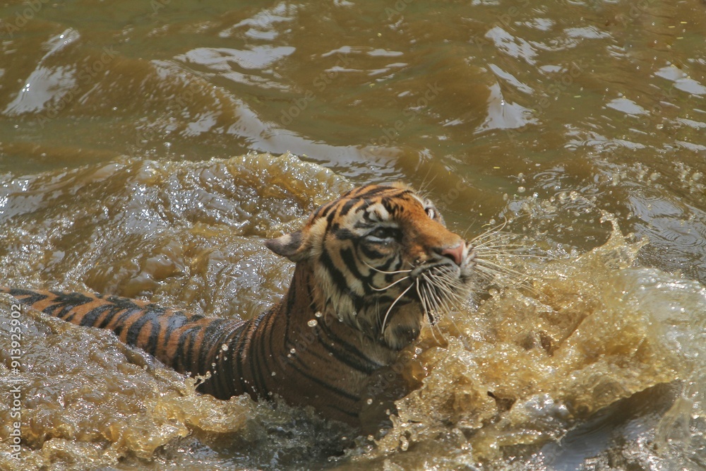 A Sumatran tiger playing in the pool during the day at the zoo Stock ...