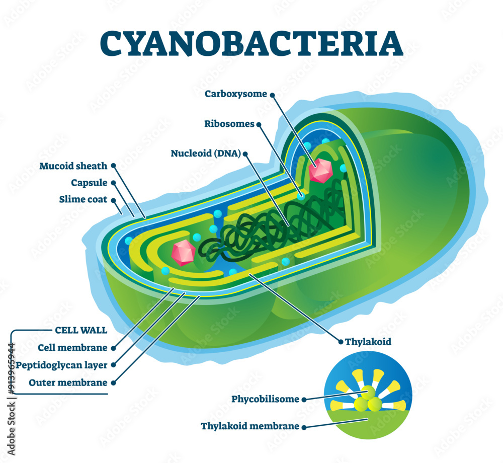Cyanobacteria illustration, transparent background. Labeled educational ...
