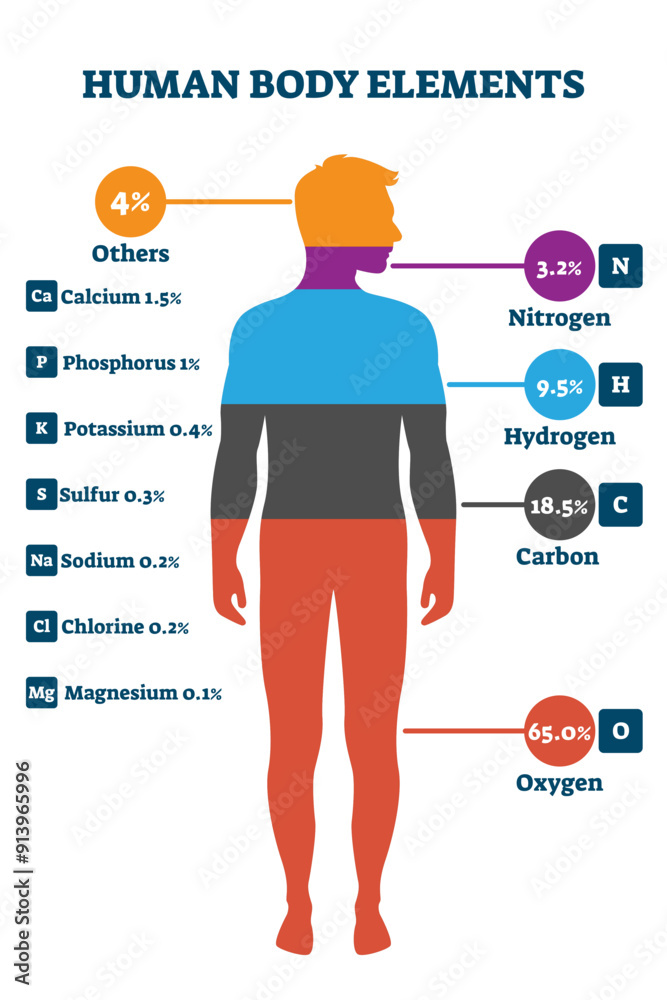 Human body elements, illustration infographic, transparent background ...
