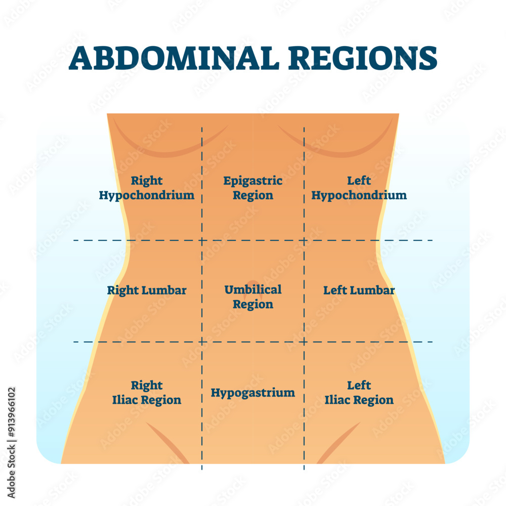 Abdominal quadrant regions scheme as stomach division illustration ...