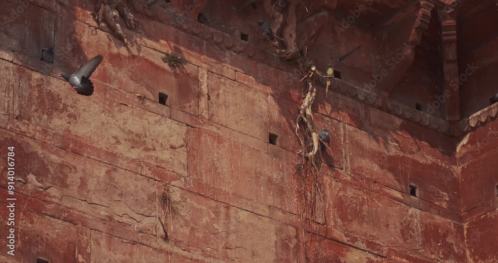 Varanasi, Uttar Pradesh, India. Doves take off from old red wall Chet ...