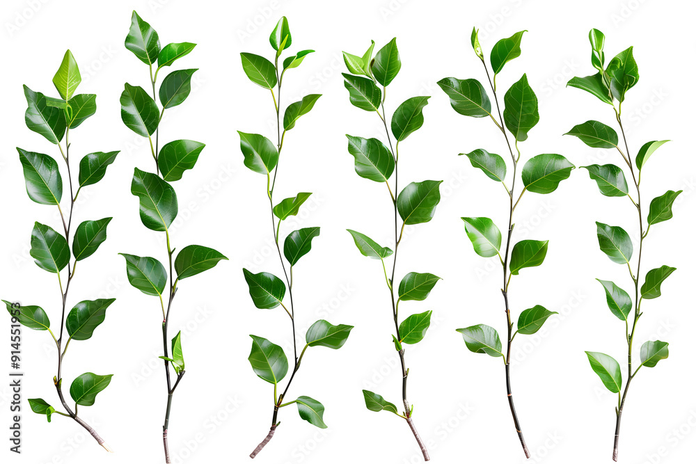 Set of ficus benjamina twigs with leaves isolated on transparent ...