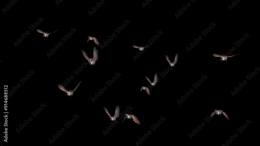 Flock of 13 Common Sparrow Birds - Flying Loop - Side Angle View ...