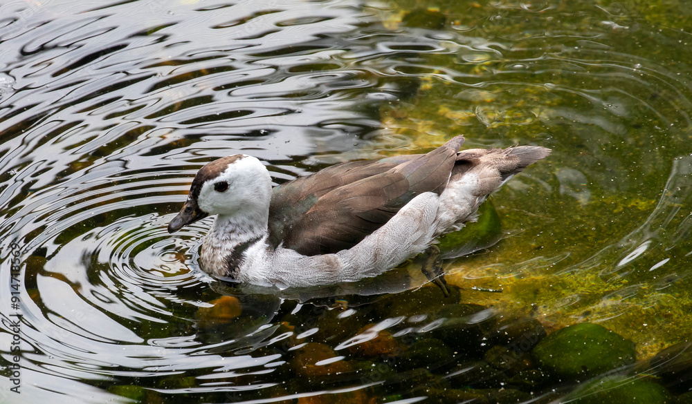 The cotton pygmy goose (Nettapus coromandelianus) is among the smallest ...