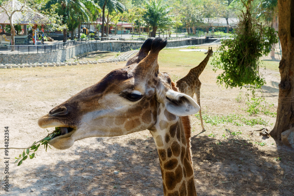 Giraffe enjoys a leafy snack in an nature preserve. Iconic, spotted ...