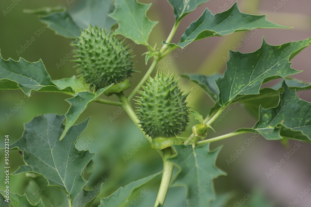 Datura stramonium. Hallucinogen plant Devil's Trumpet, also called ...
