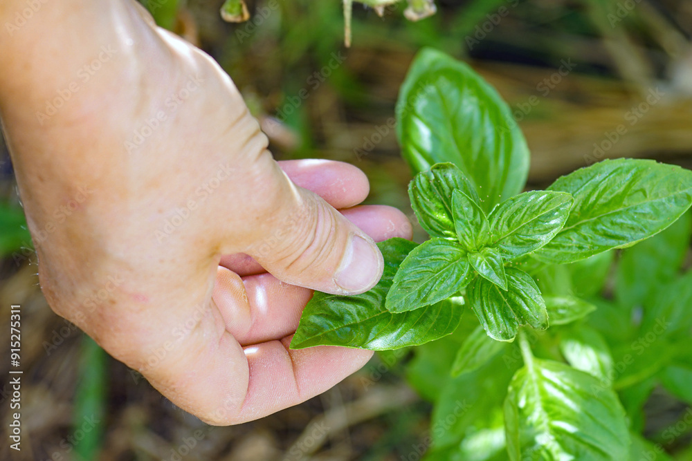 A person's hand about to pick a leaf from a basil plant infested with ...