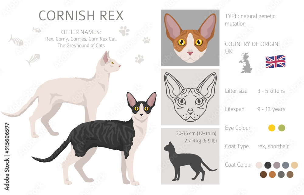Cornish Rex Cat clipart. All coat colors set. All cat breeds ...