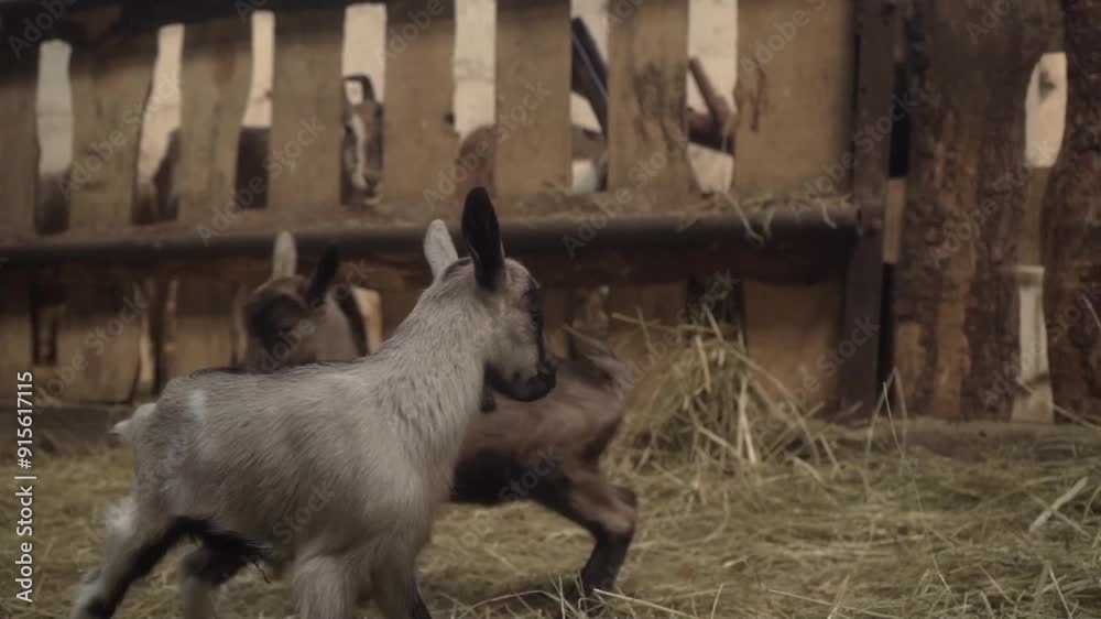 Young friends of the goats playfully frolic in the barn, jumping and ...