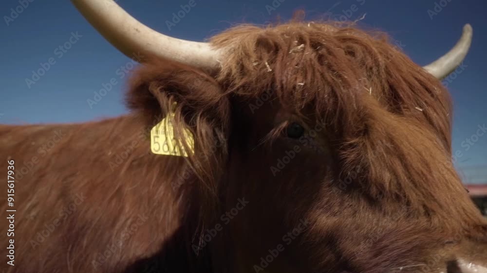 A cattle ear tag on the ear of a Highland cow bred for meat production ...