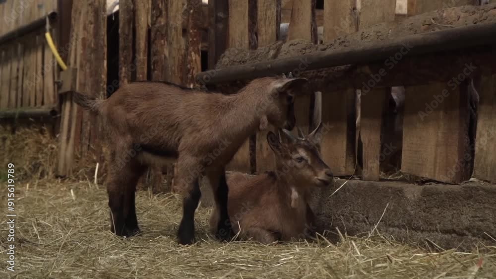 Two baby goats are sitting side by side on straw in a stable near a ...