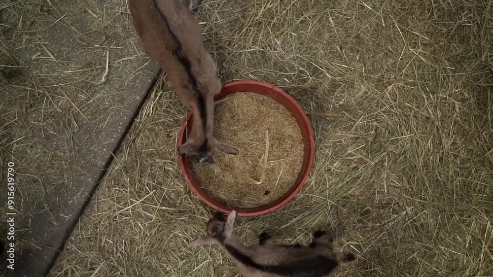 Two young goats in a stable are eating grain from a round feeder ...