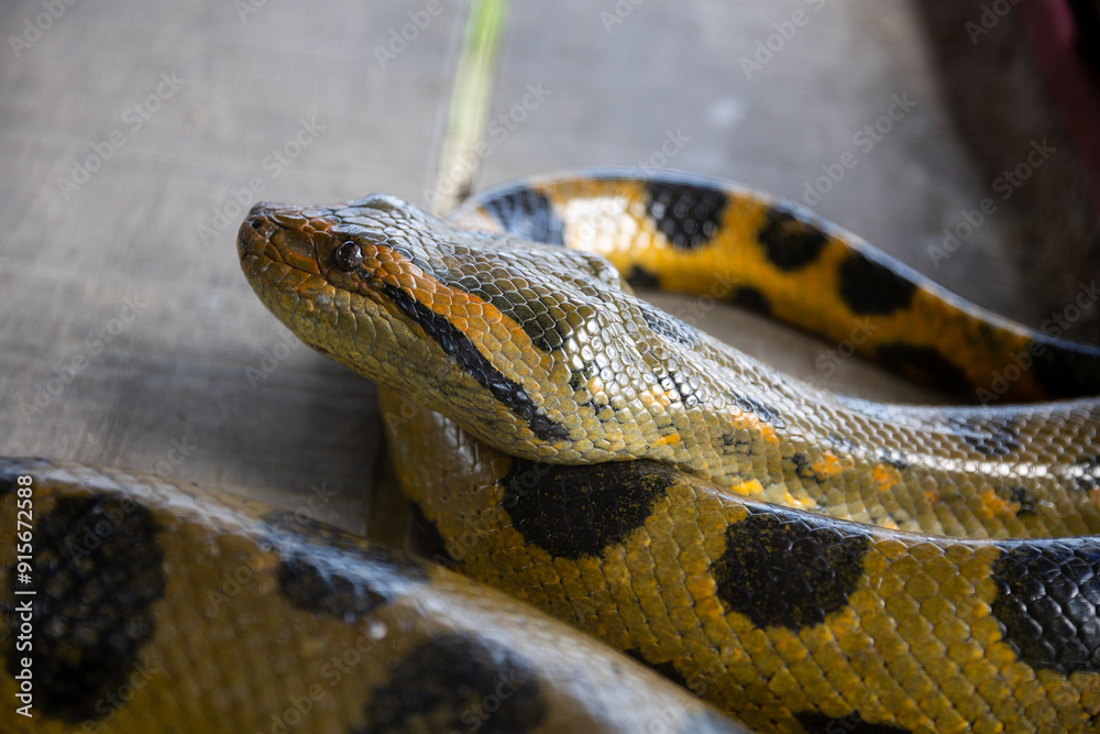 Anaconda. The green or common anaconda is a species of constrictor ...